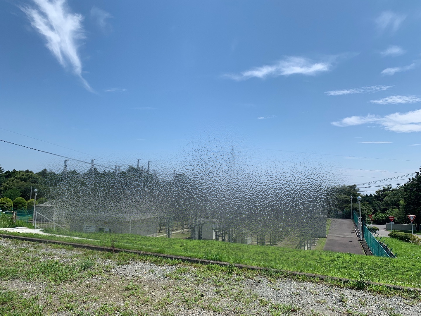 今日のデメル 高崎のダルマさんも37度: 今日のマロン＆デメル