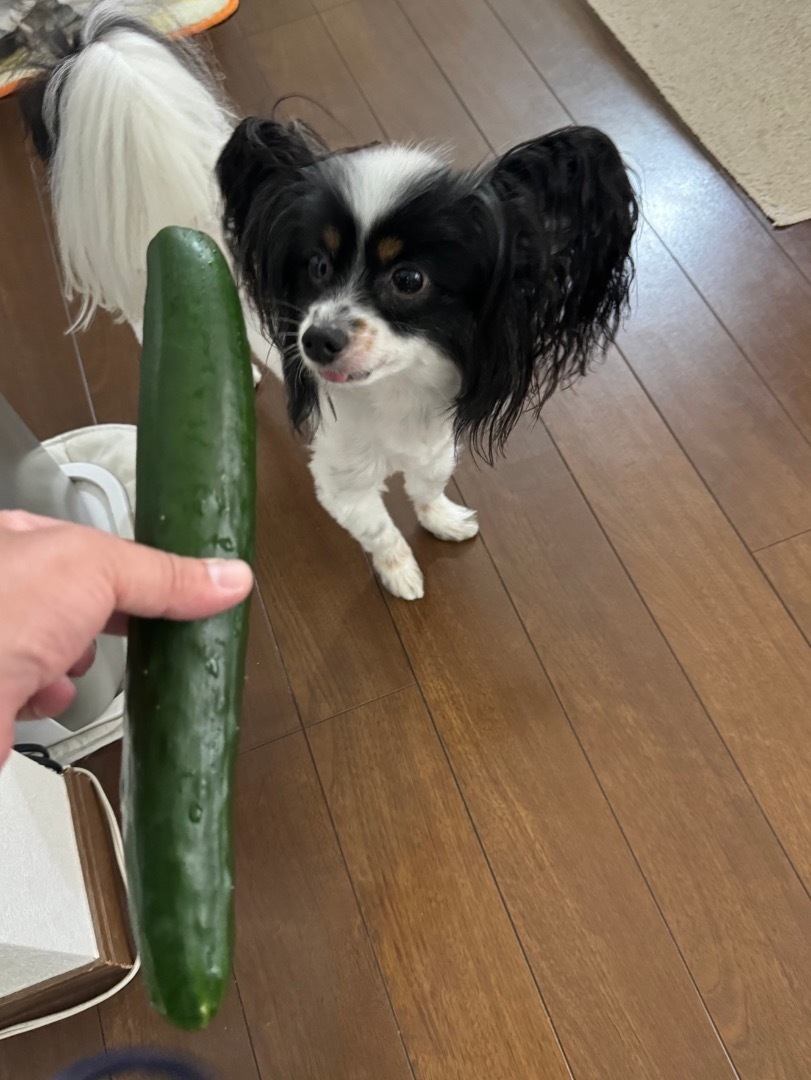 今日のマロン＆デメル