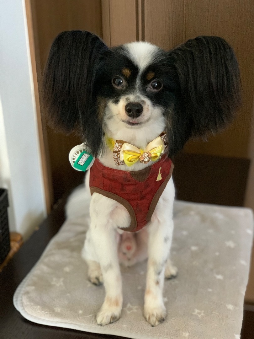 今日のデメル 秋空に感動^_^: 今日のマロン＆デメル